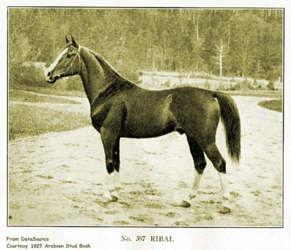 Bedouins did not like horses with dished profiles* – Daughters of the Wind