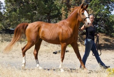Bashir al-Dirri, 2015 Saqlawi Jadran stallion – Daughters of the Wind